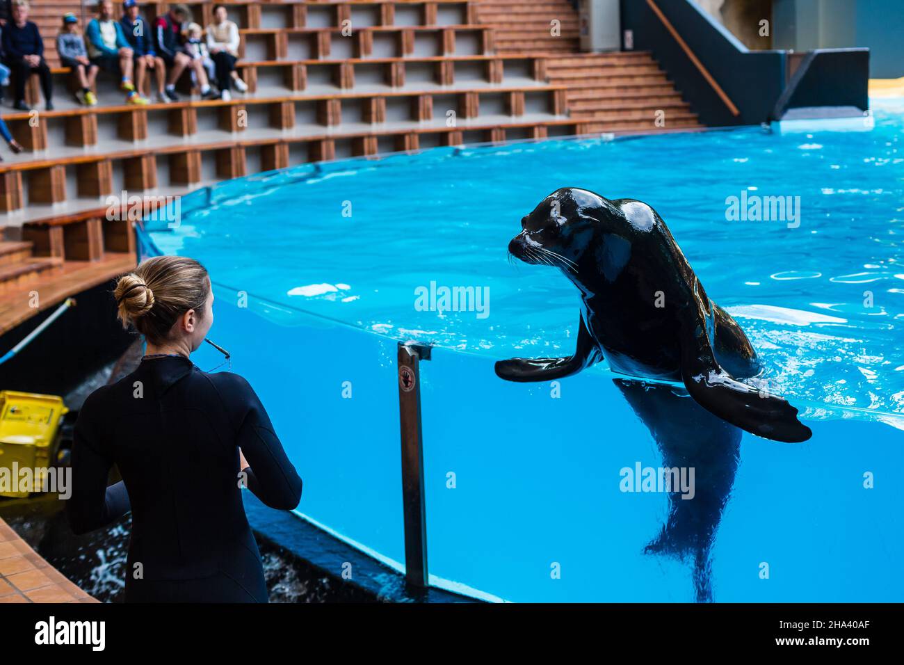 sea lion basking in the sun Stock Photo - Alamy