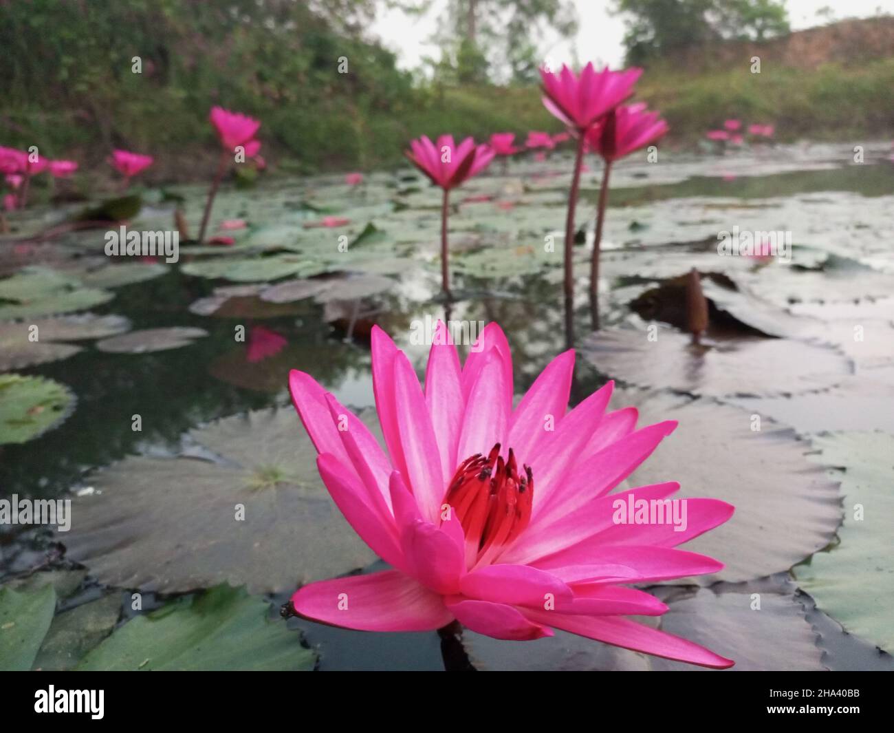 Pink Nymphaea Antares on water surface Stock Photo - Alamy