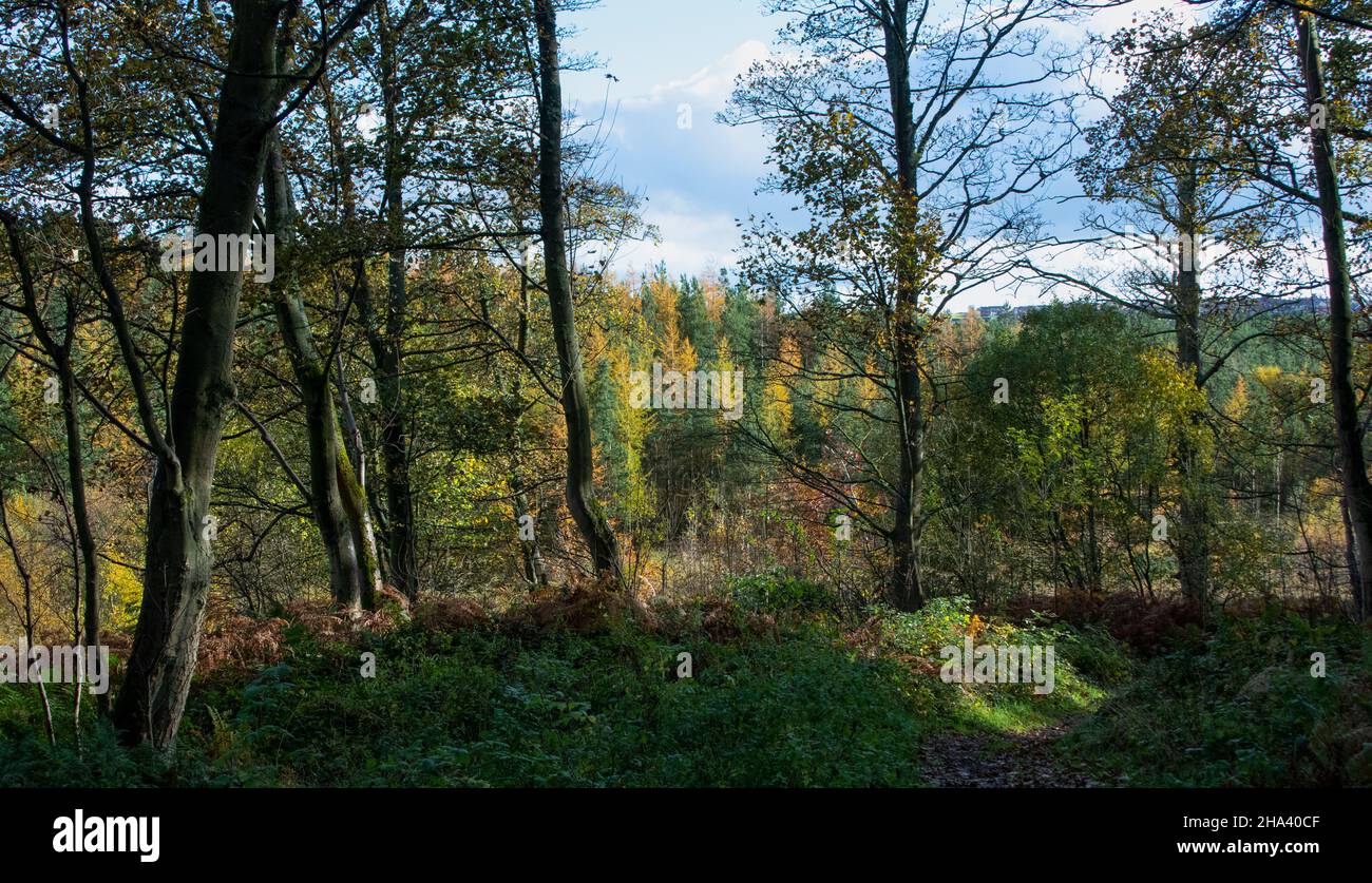 Autumn colour in Sacriston Wood Stock Photo - Alamy