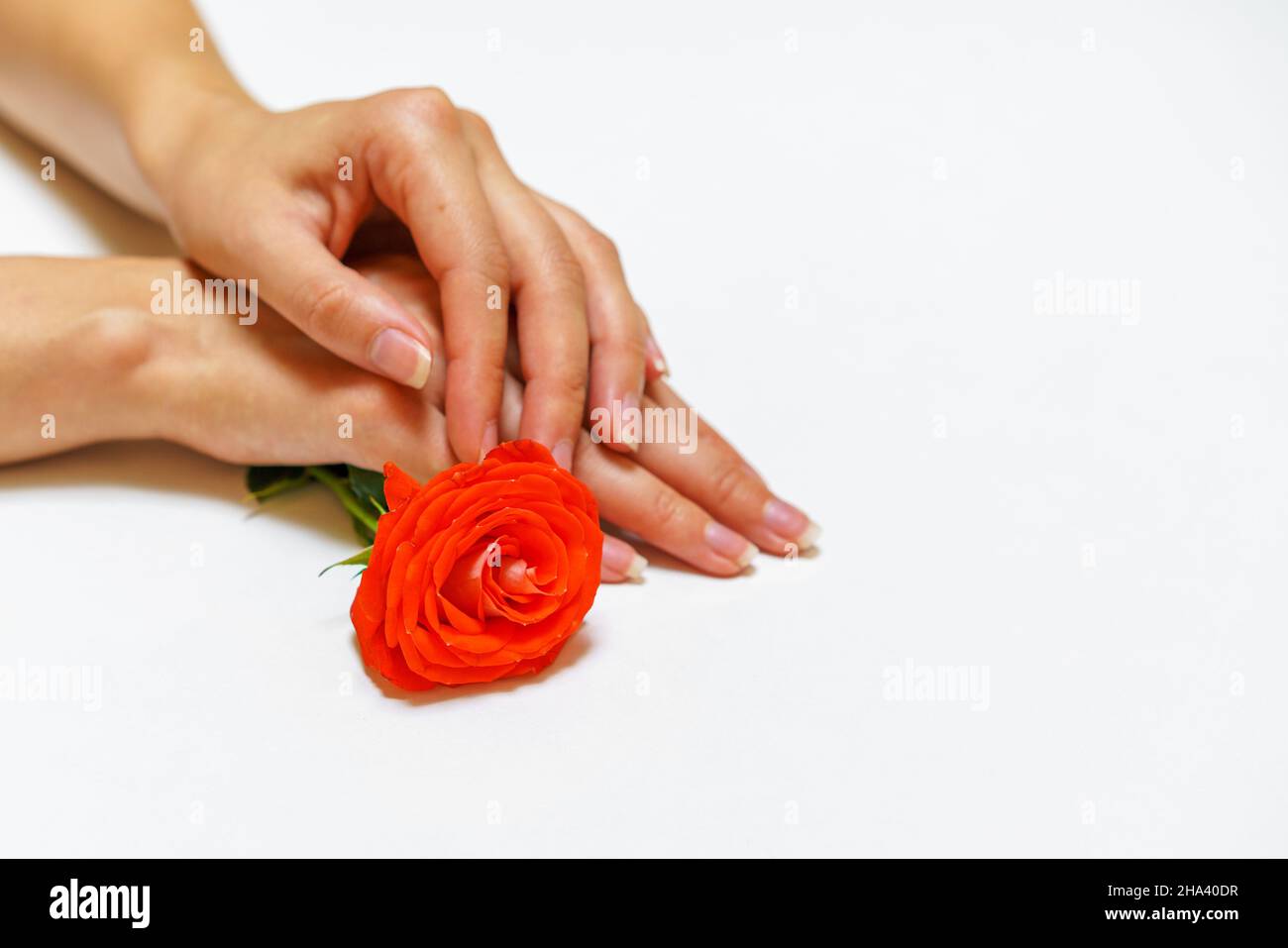 Female hands hold head of pink rose flower on light background. Beauty ...