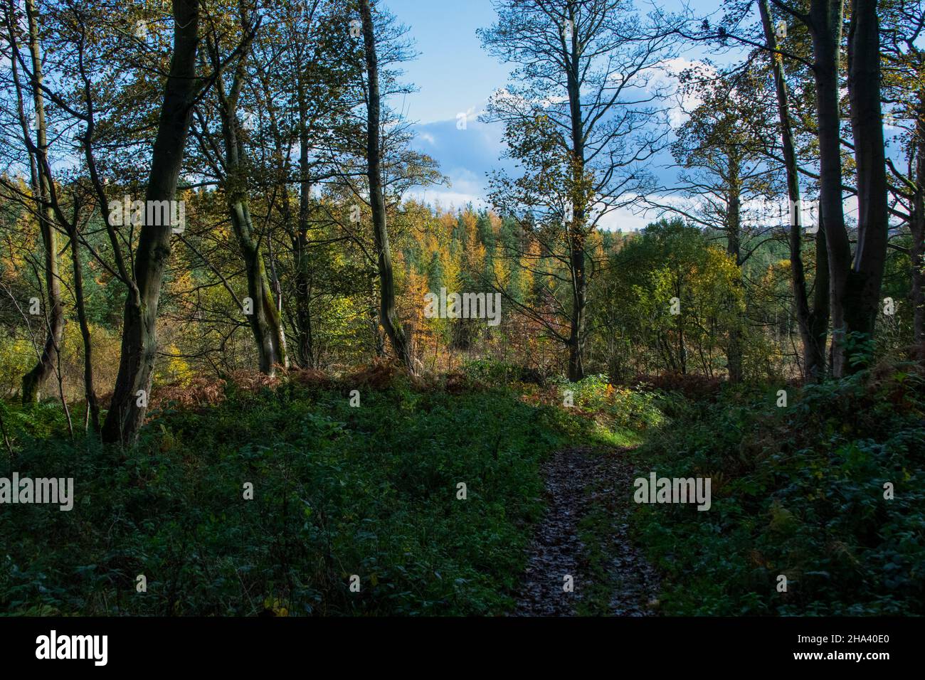 Autumn colour in Sacriston Wood Stock Photo - Alamy
