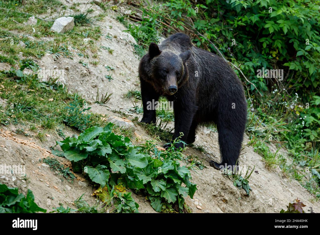 Transylvania brown bear hi-res stock photography and images - Alamy