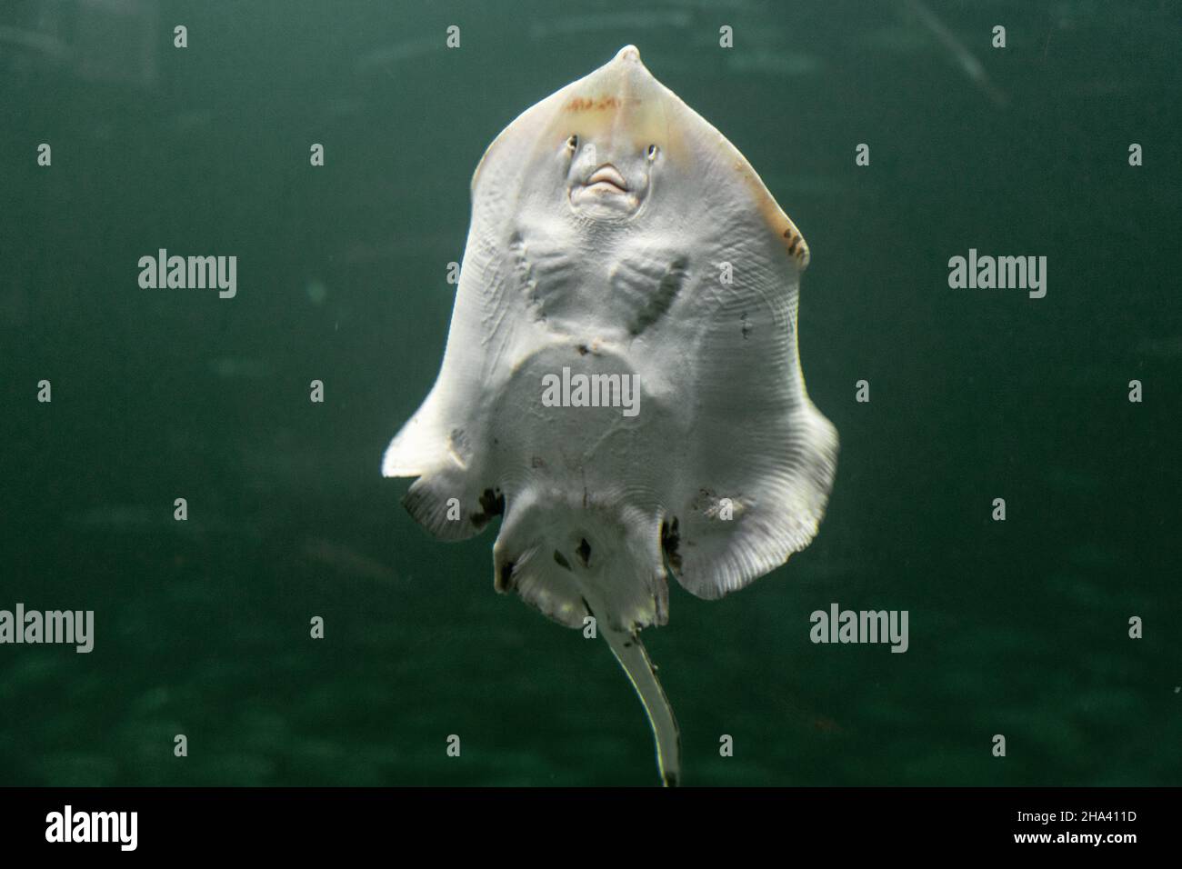 Stingray face hi-res stock photography and images - Alamy
