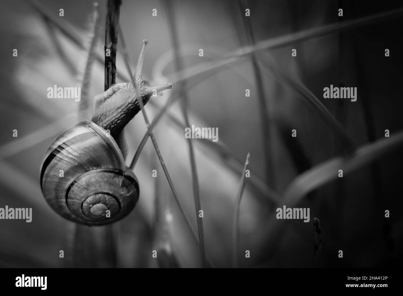 Grayscale shot of a snail crawling on a grass Stock Photo - Alamy