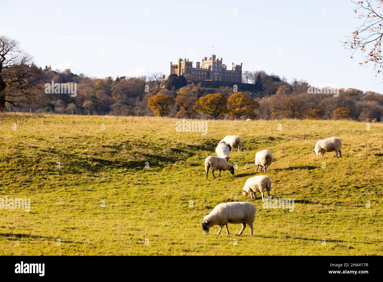 Sheep grazing on the slopes beneath Belvoir Castle, home to the Duke of ...