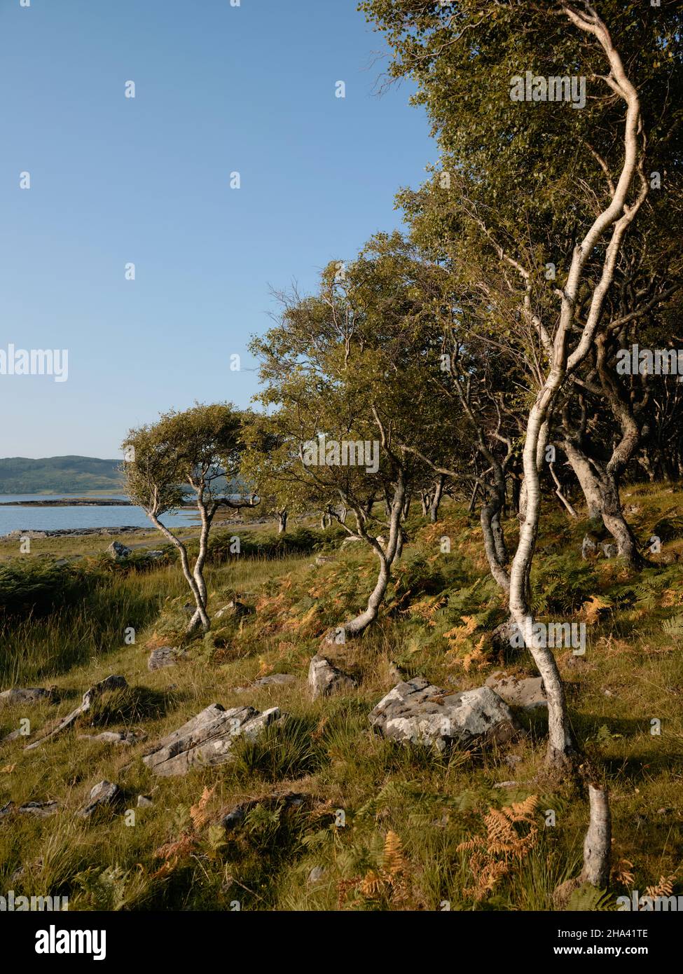 Oak tree summer scotland hi-res stock photography and images - Alamy