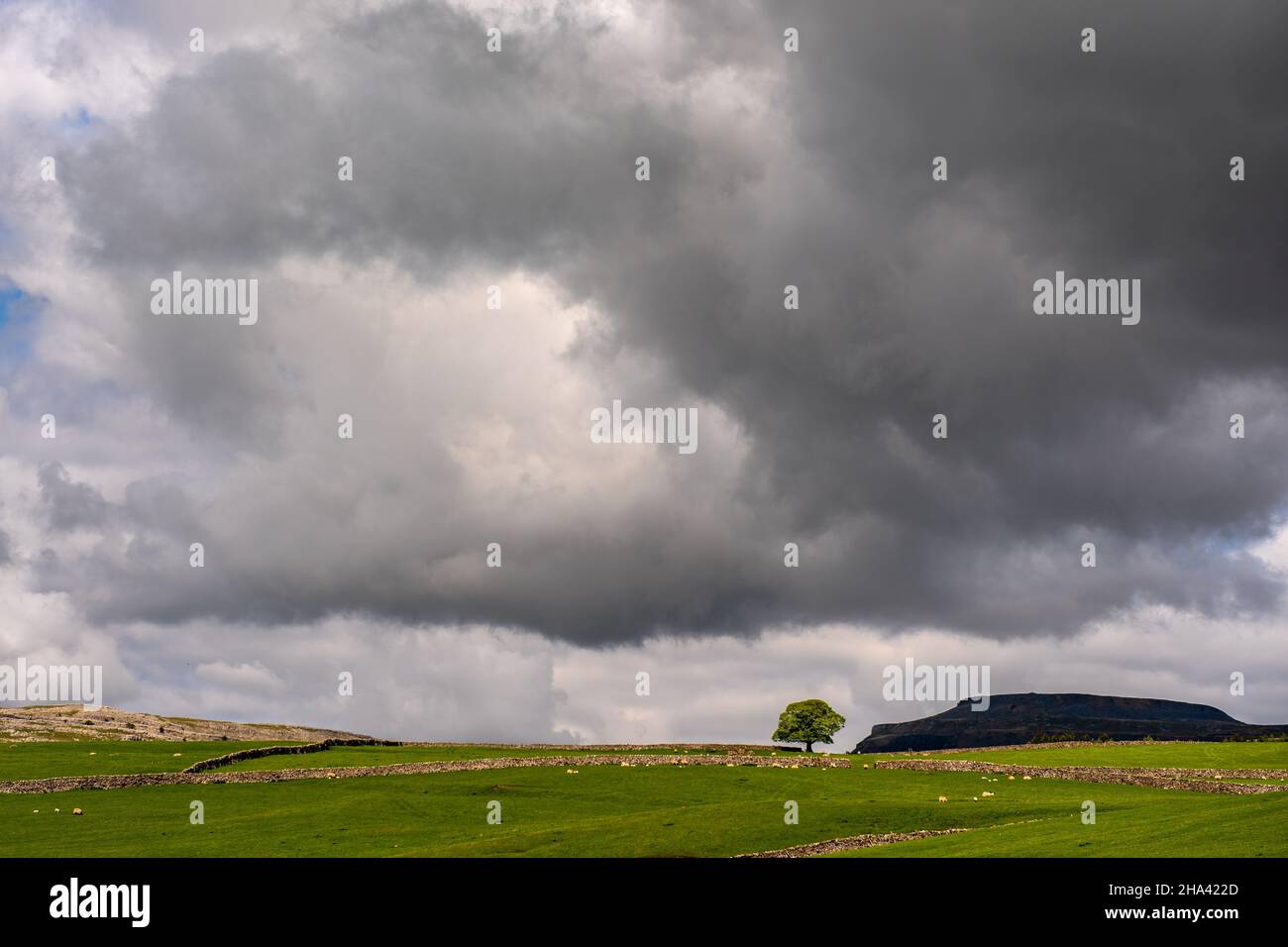 Lone Tree and Ingleborough Stock Photo - Alamy