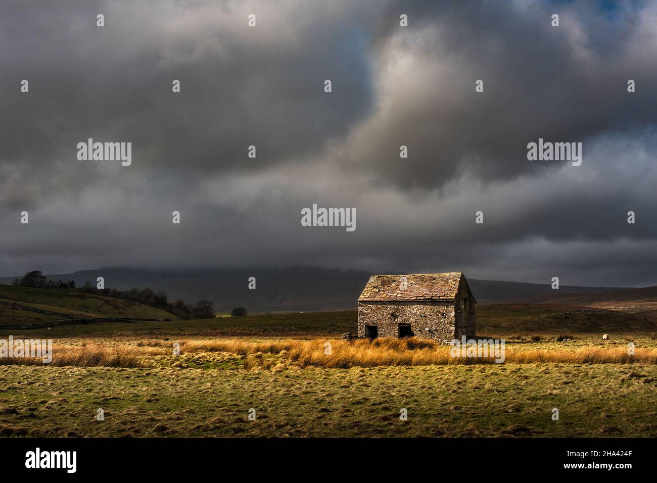 Field Barn near Ribblehead in Ribblesdale Yorkshire Stock Photo - Alamy
