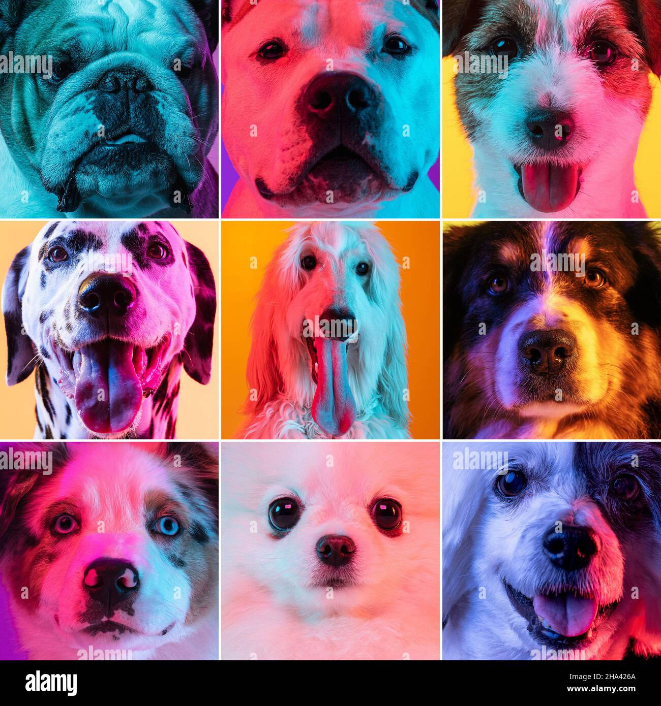 Set of close-up dog's faces looking at camera on multicolored studio ...