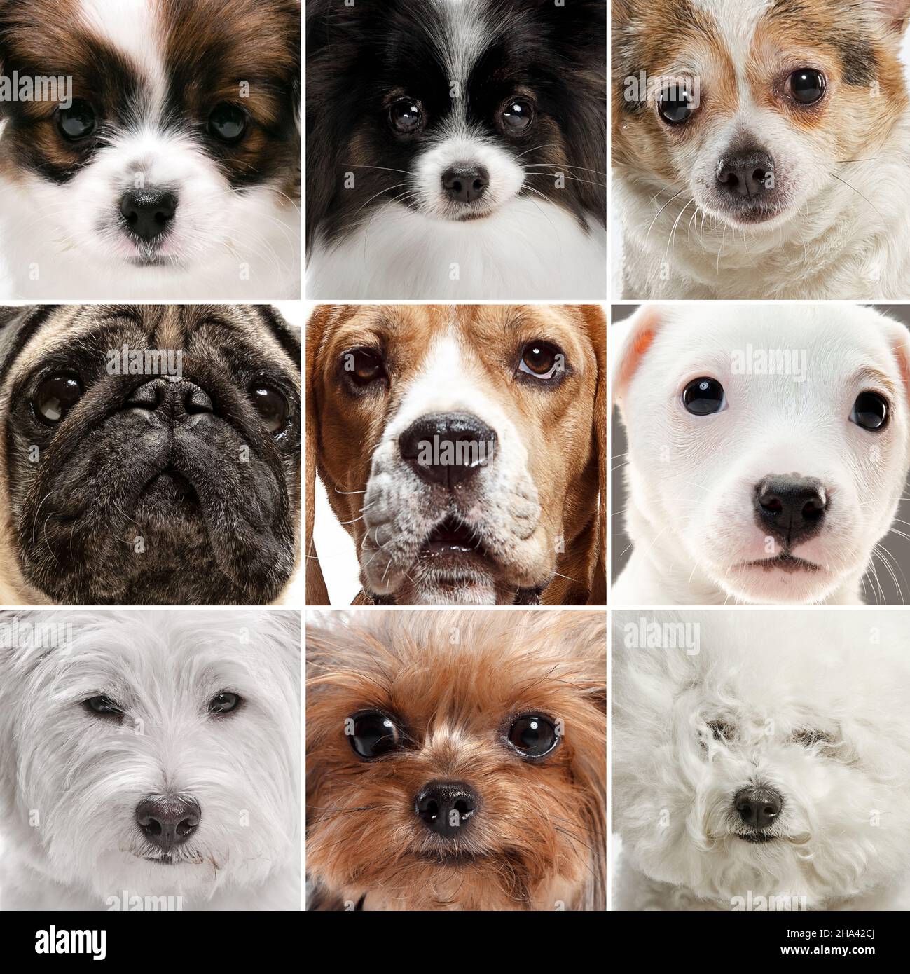 Animal faces collage hi-res stock photography and images - Alamy