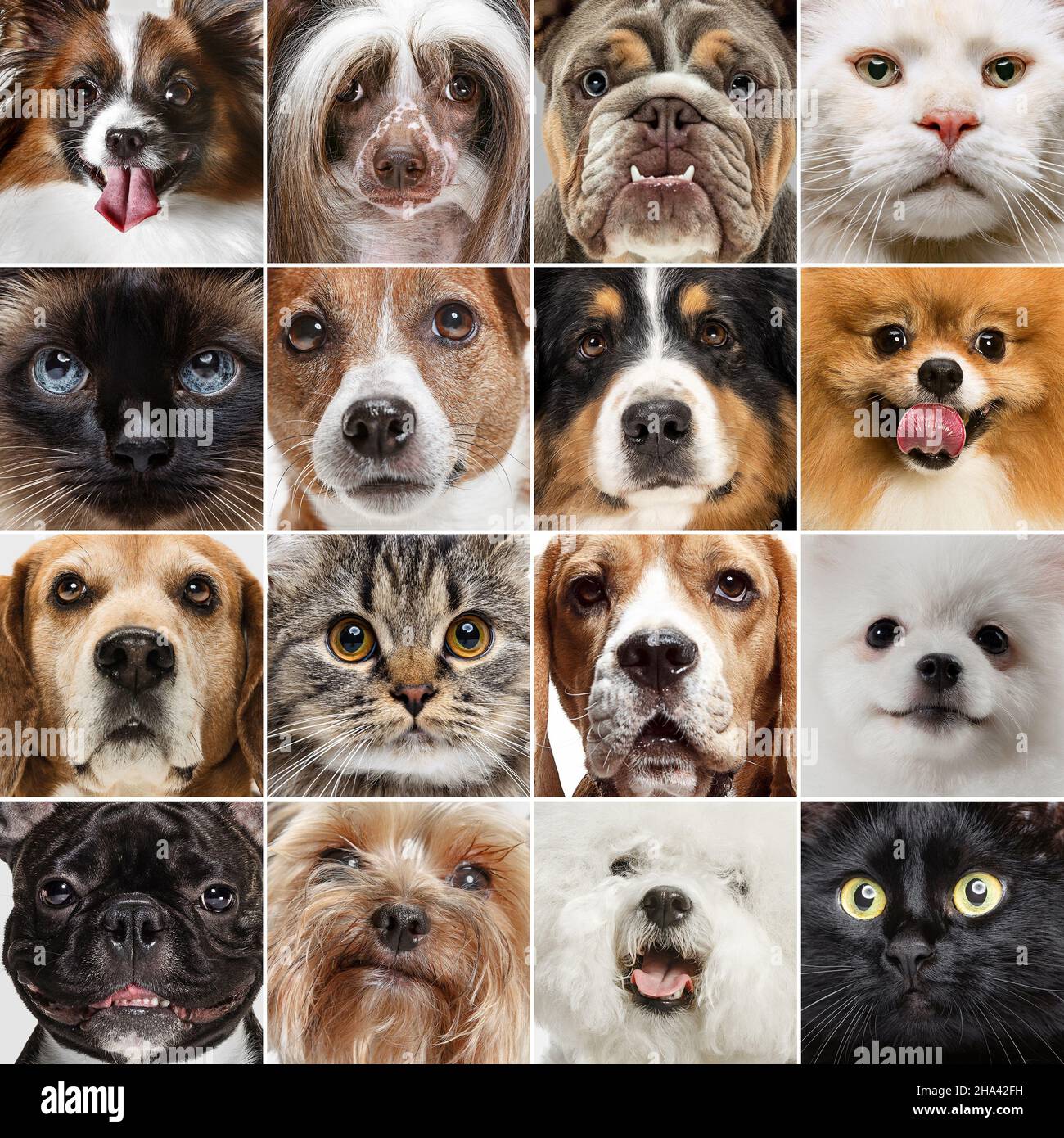 Animal mix. Collage made of close-up dog's and cat's faces looking at ...