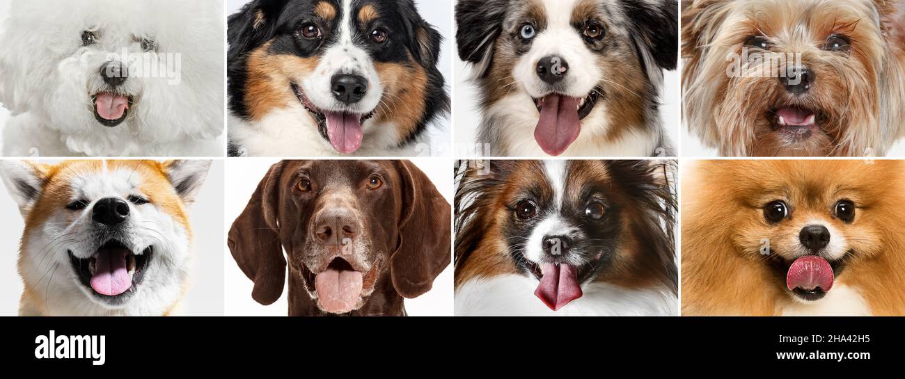 Animal faces collage hi-res stock photography and images - Alamy