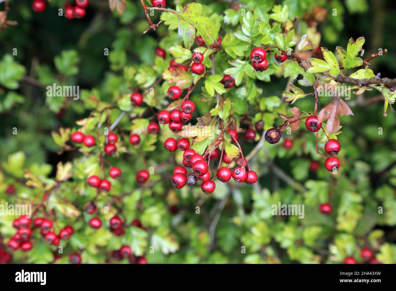 Pilgrims way kent winter hi-res stock photography and images - Alamy