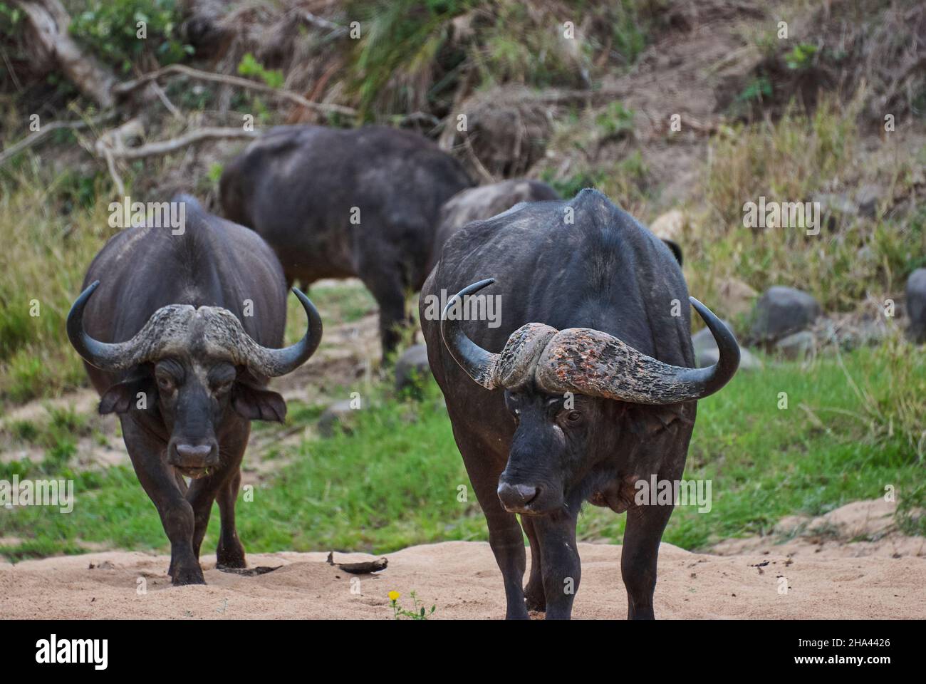Herd of african cape buffalo standing in the bush Stock Photo - Alamy