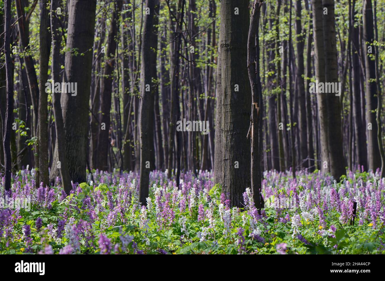Spring flowers in the woods on a sunny day Stock Photo - Alamy