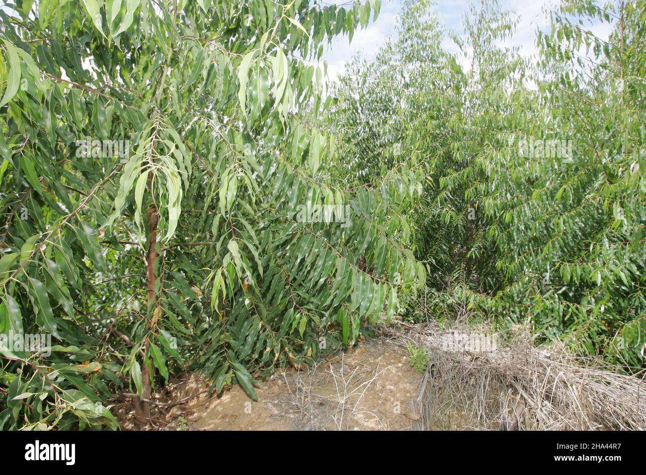 Forest of eucalyptus pulp and paper hi-res stock photography and images ...