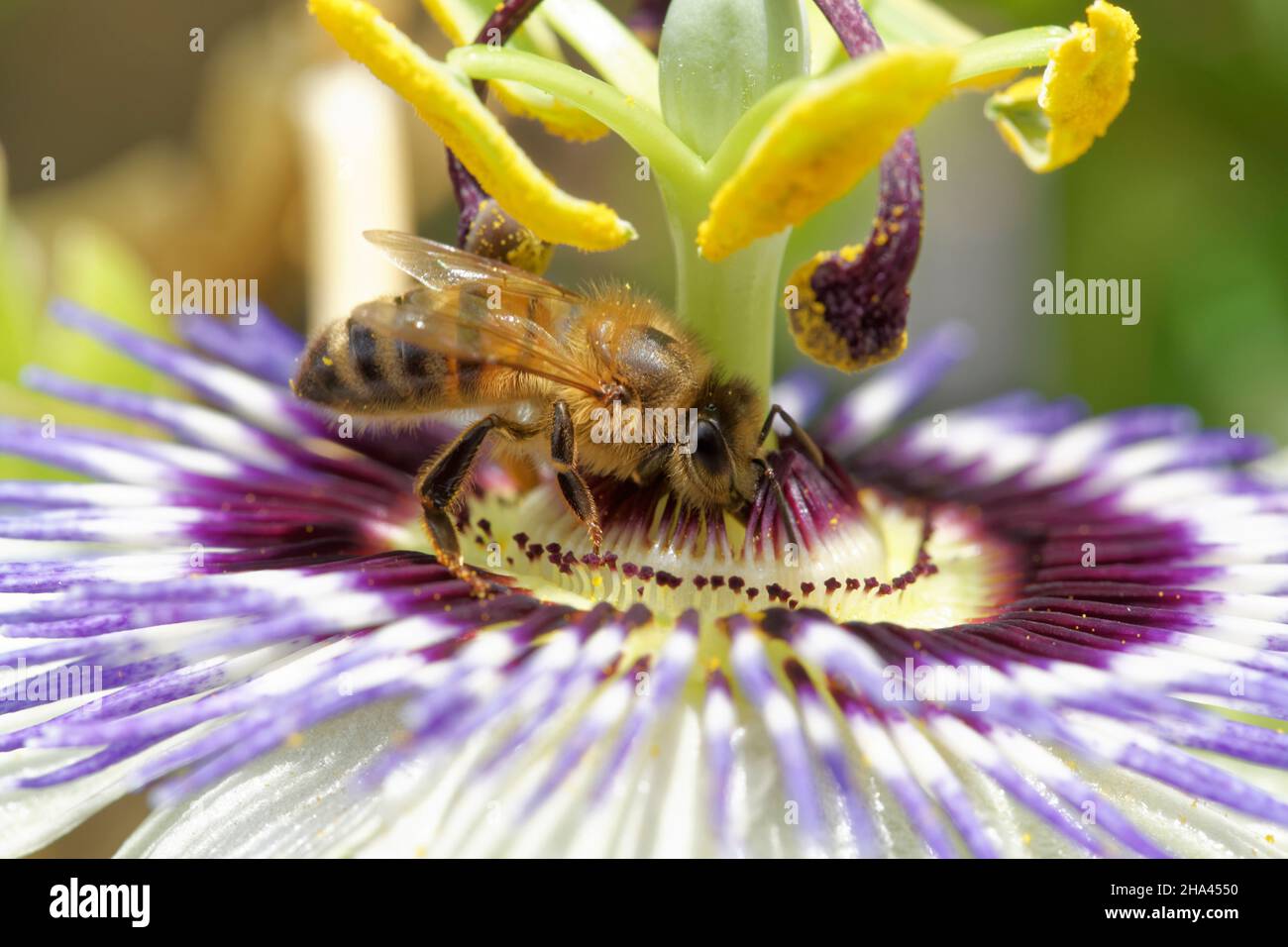 Closeup insect flower hi-res stock photography and images - Alamy