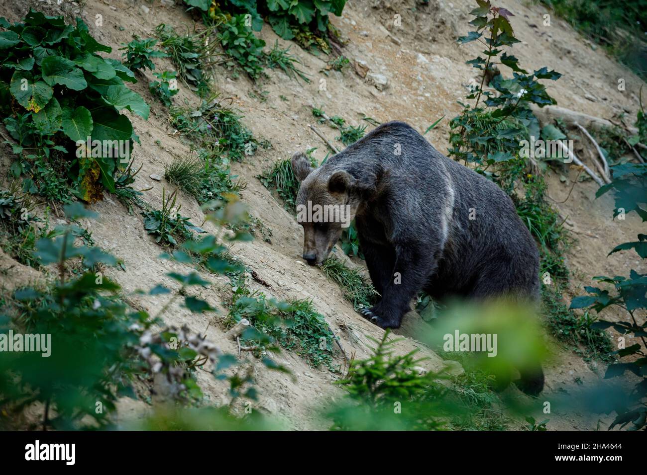 Romania fauna hi-res stock photography and images - Alamy