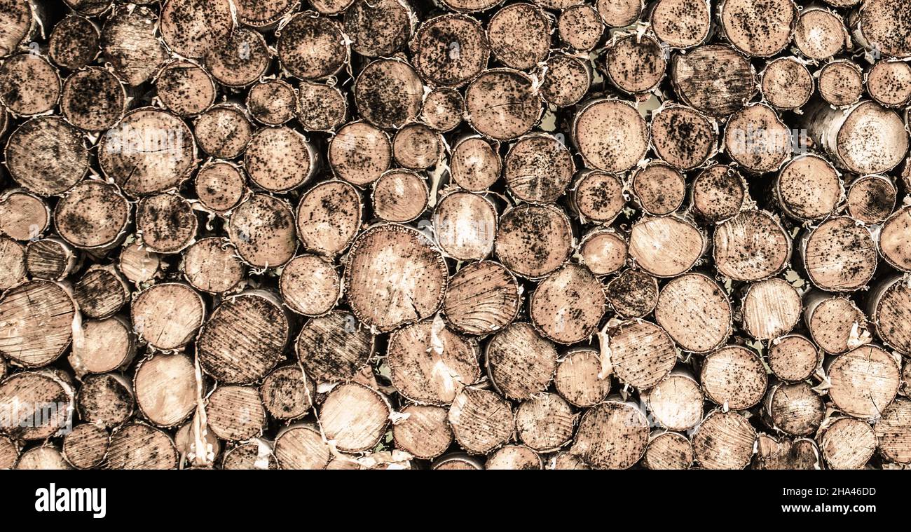 Tree stumps background. Pieces of teak wood stump background. Round ...