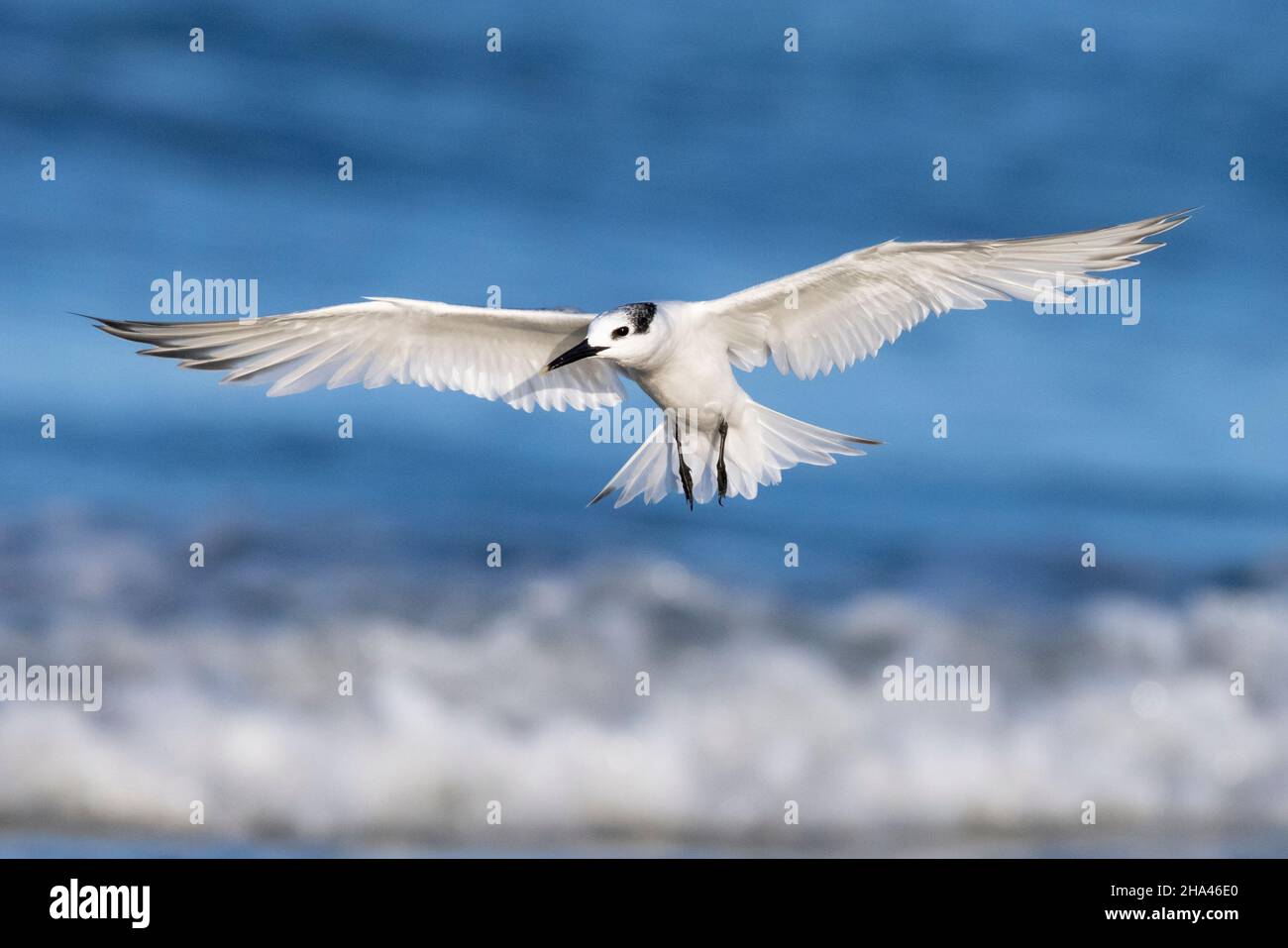 Sandwich Tern (Thalasseus sandvicensis), individual in flight, Campania ...
