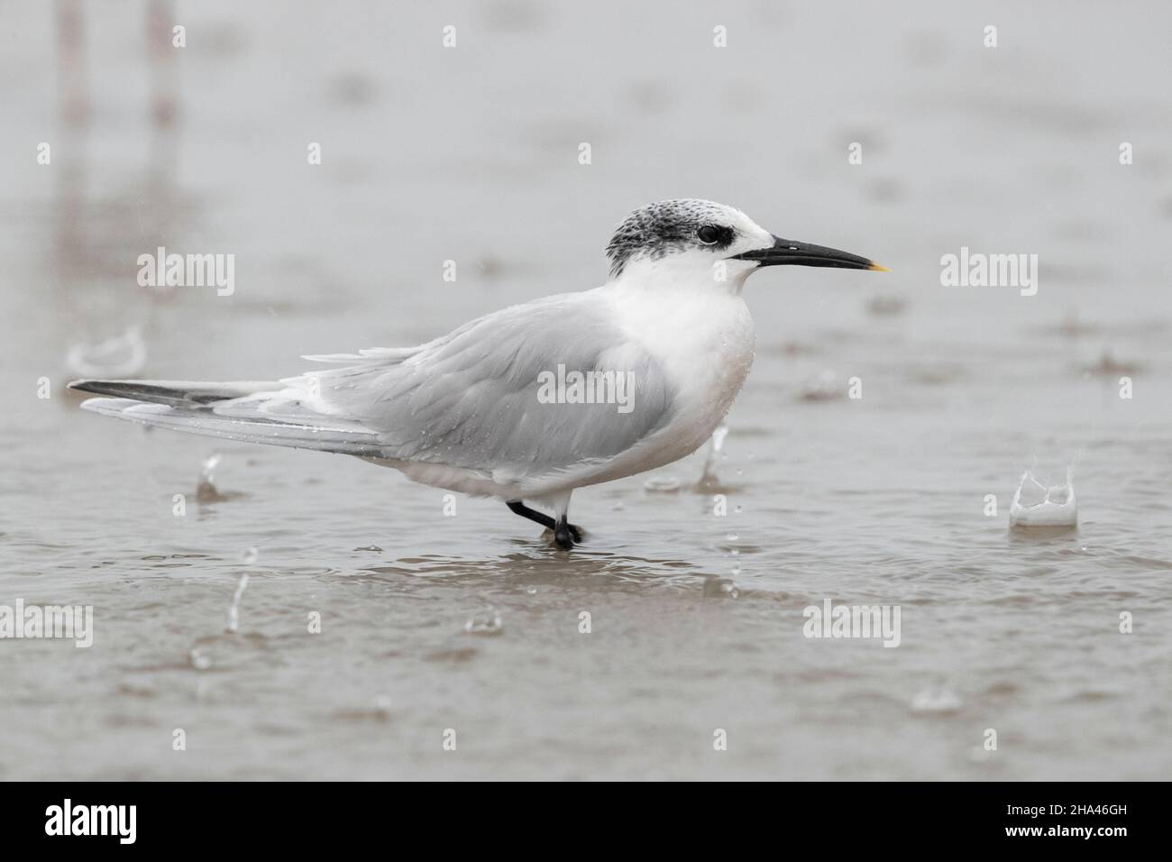 Sandwich Tern (Thalasseus sandvicensis), side view of an adult in ...