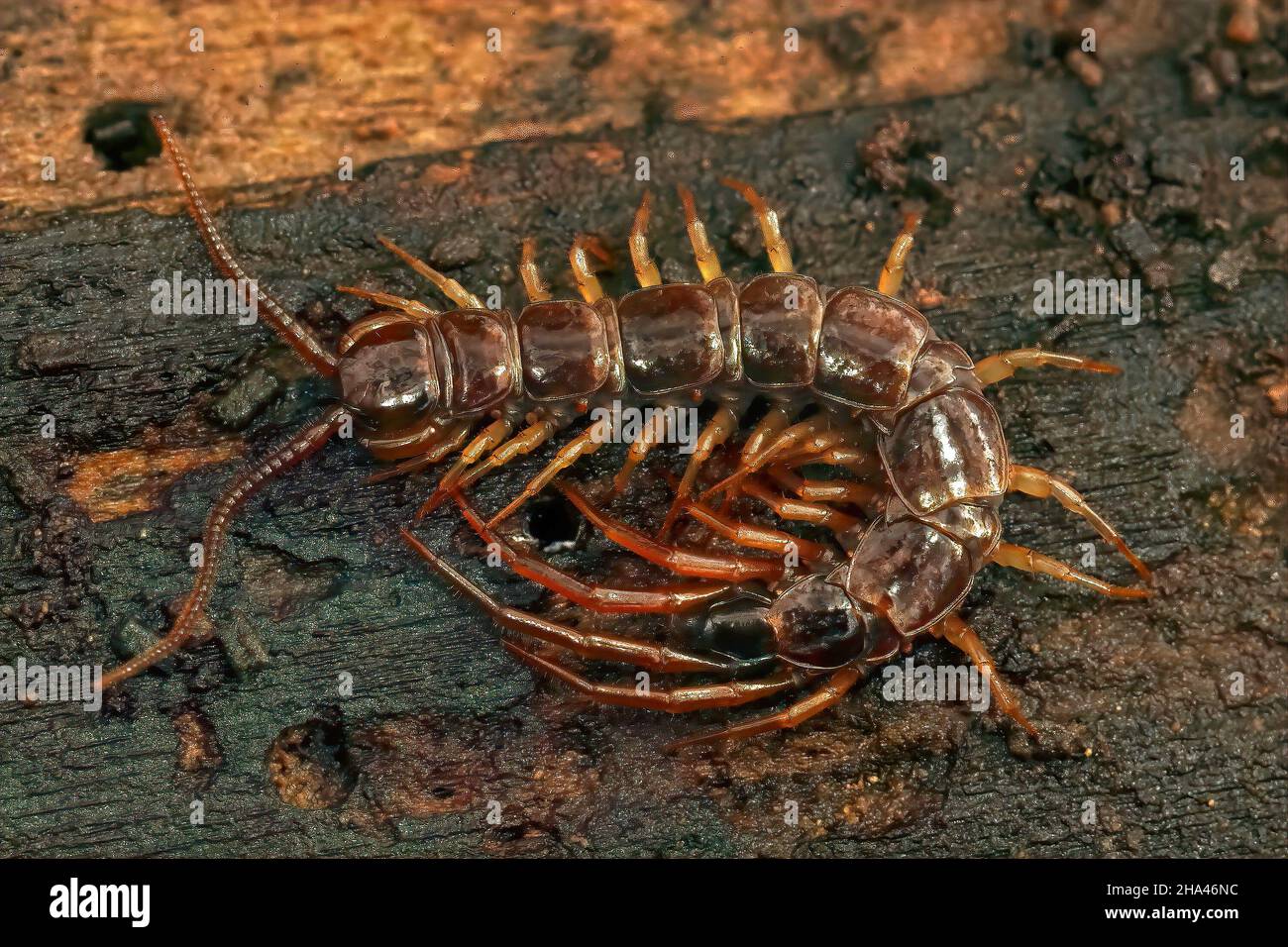 Closeup on the common European brown centipede, Lithobius forficatus ...