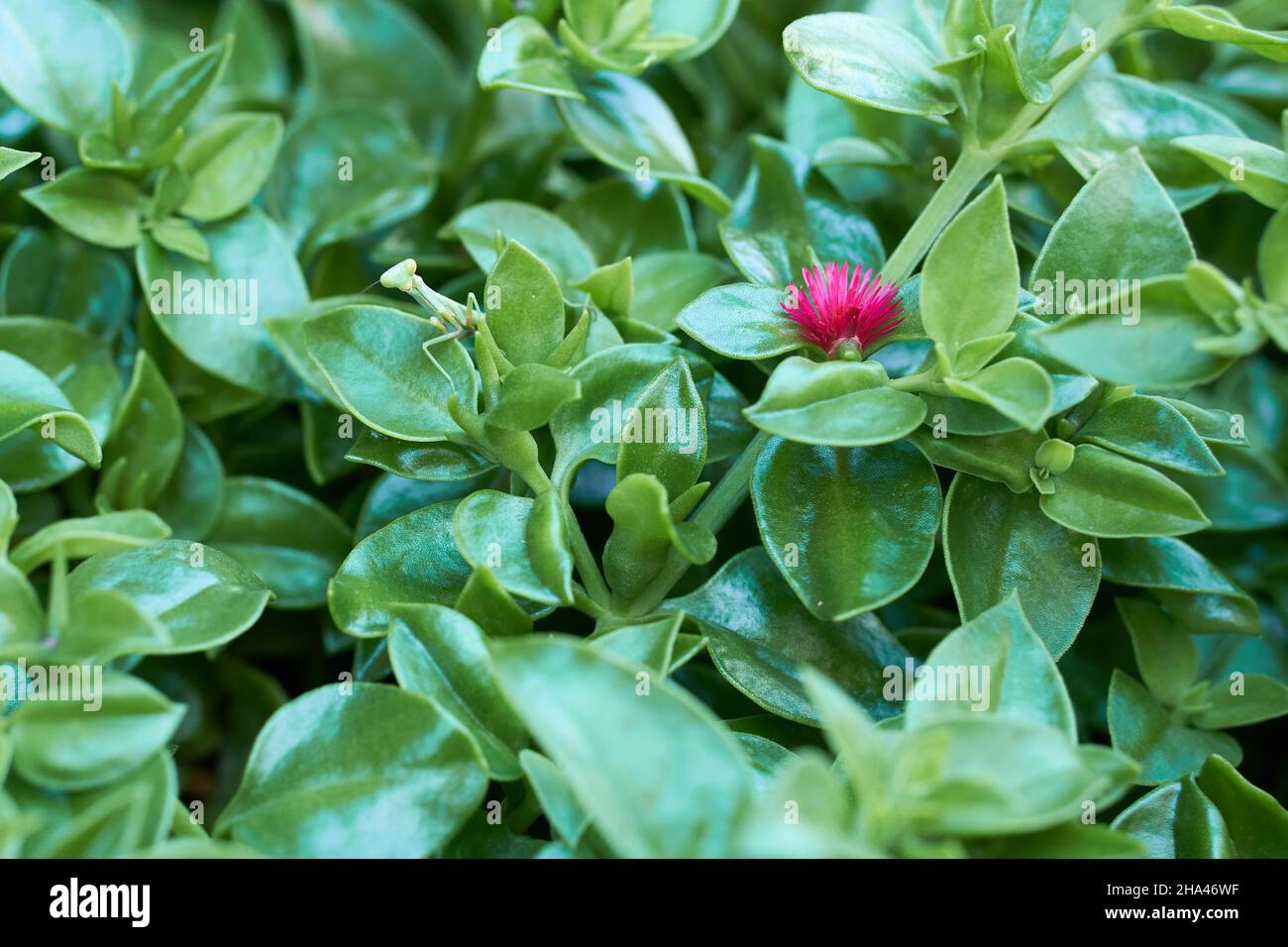 praying mantis hidden in the green bushes Stock Photo - Alamy