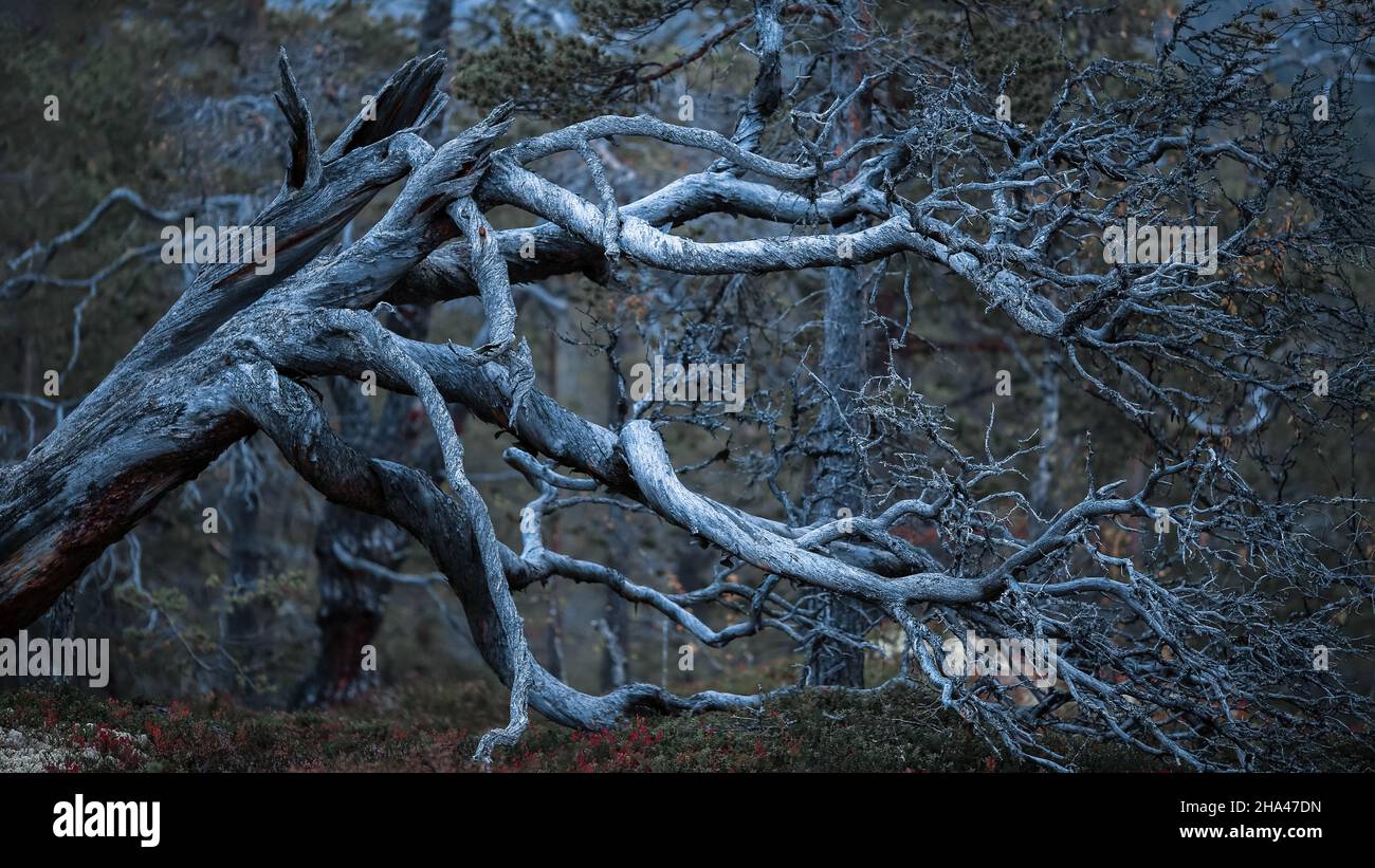fallen pine tree in the Norwegian forest, Innerdalen ( Innset Stock ...