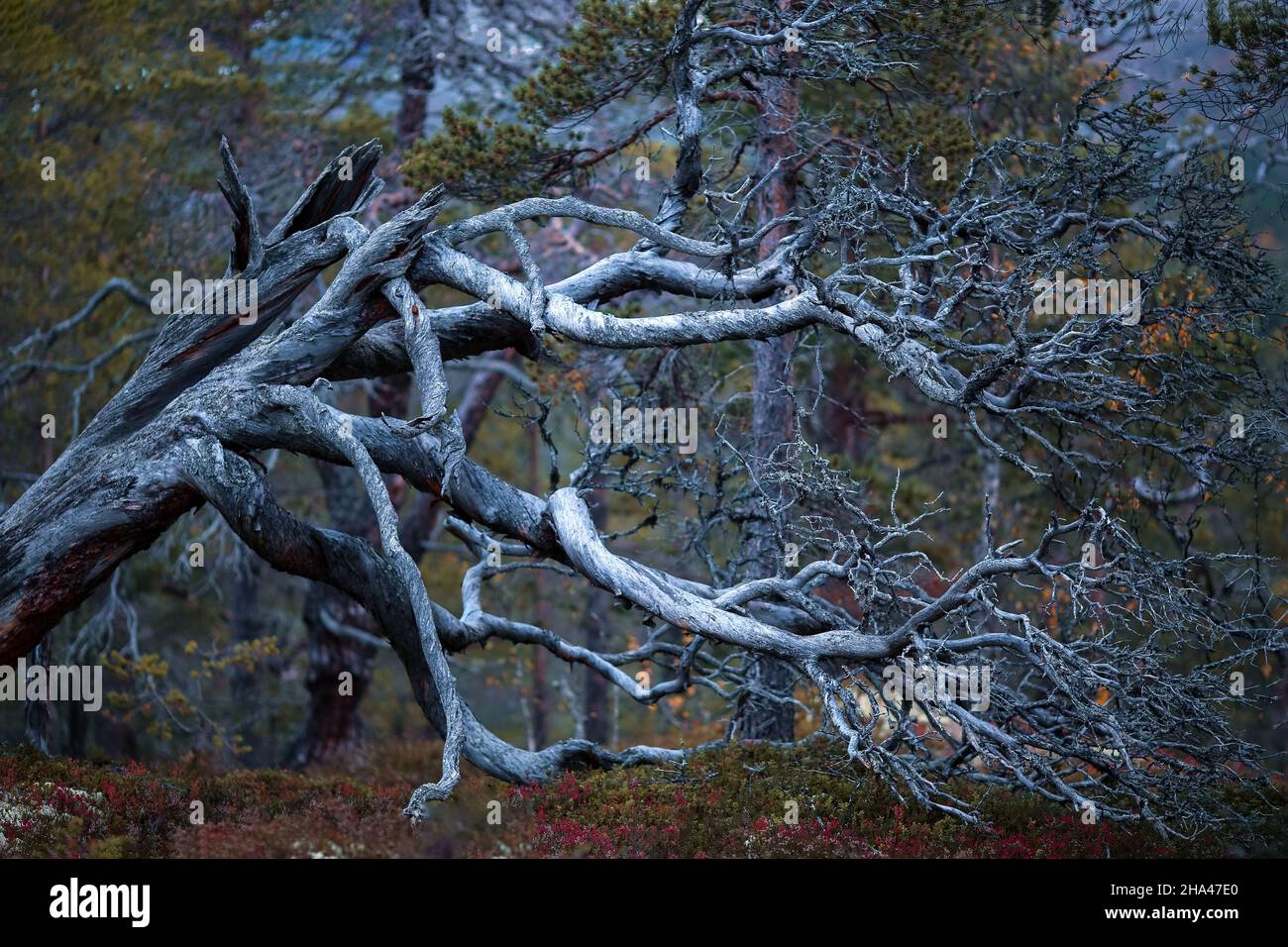 fallen pine tree in the Norwegian forest, Innerdalen ( Innset Stock ...
