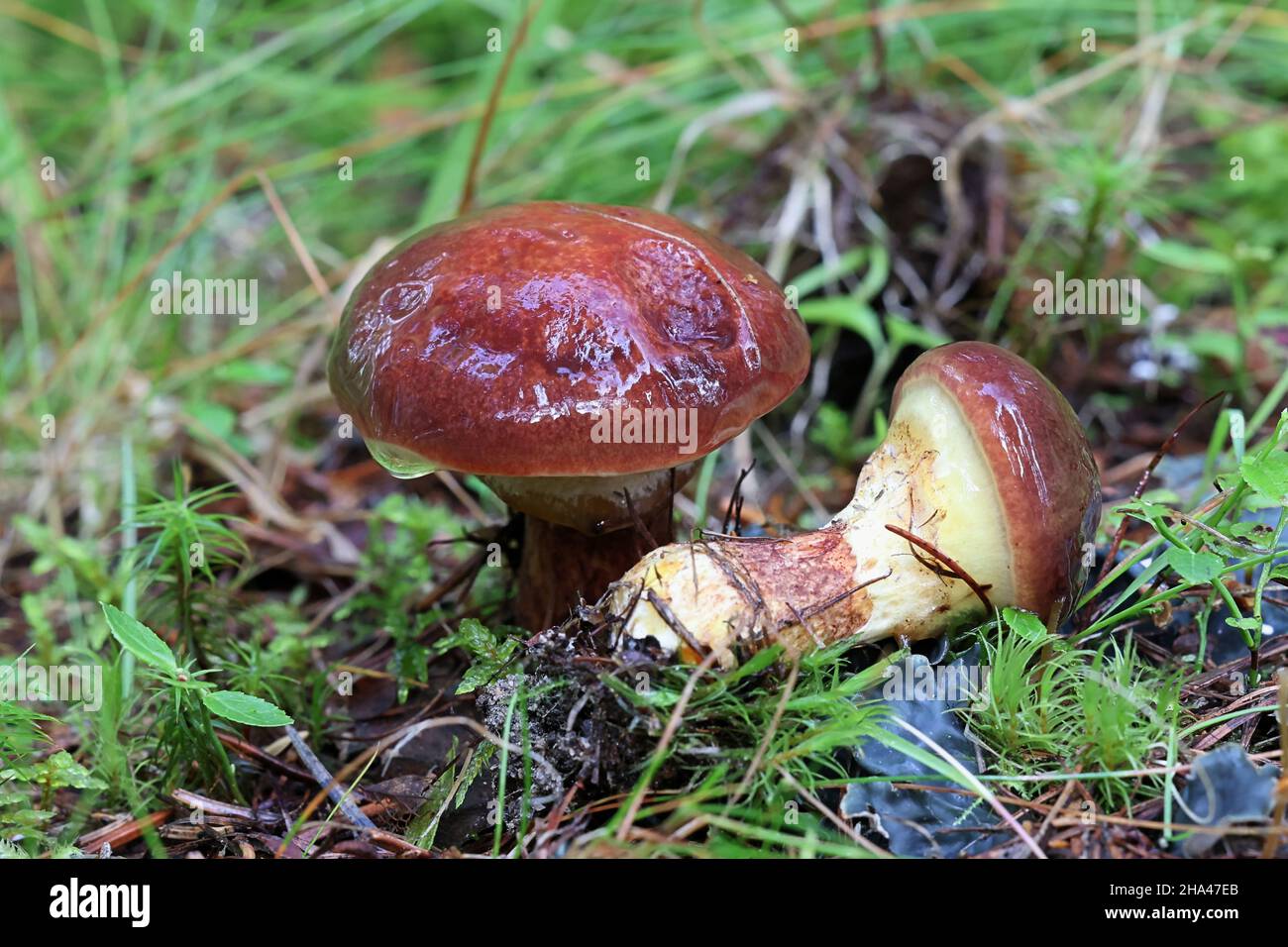 Suillus clintonianus, known as larch suillus or larch bolete, wild ...