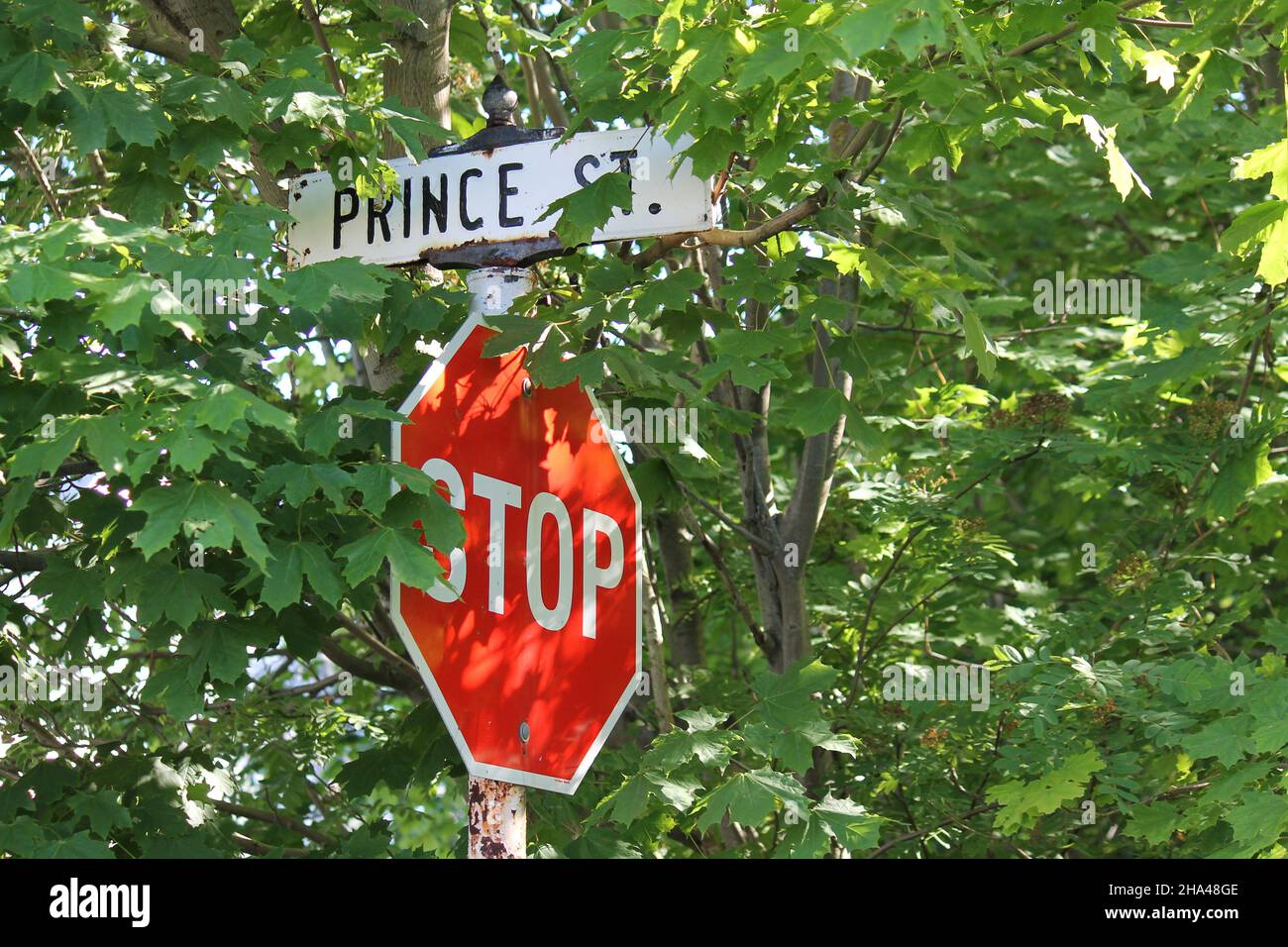 Red "Stop" sign and a "Prince St." sign outdoors behind the leaves ...