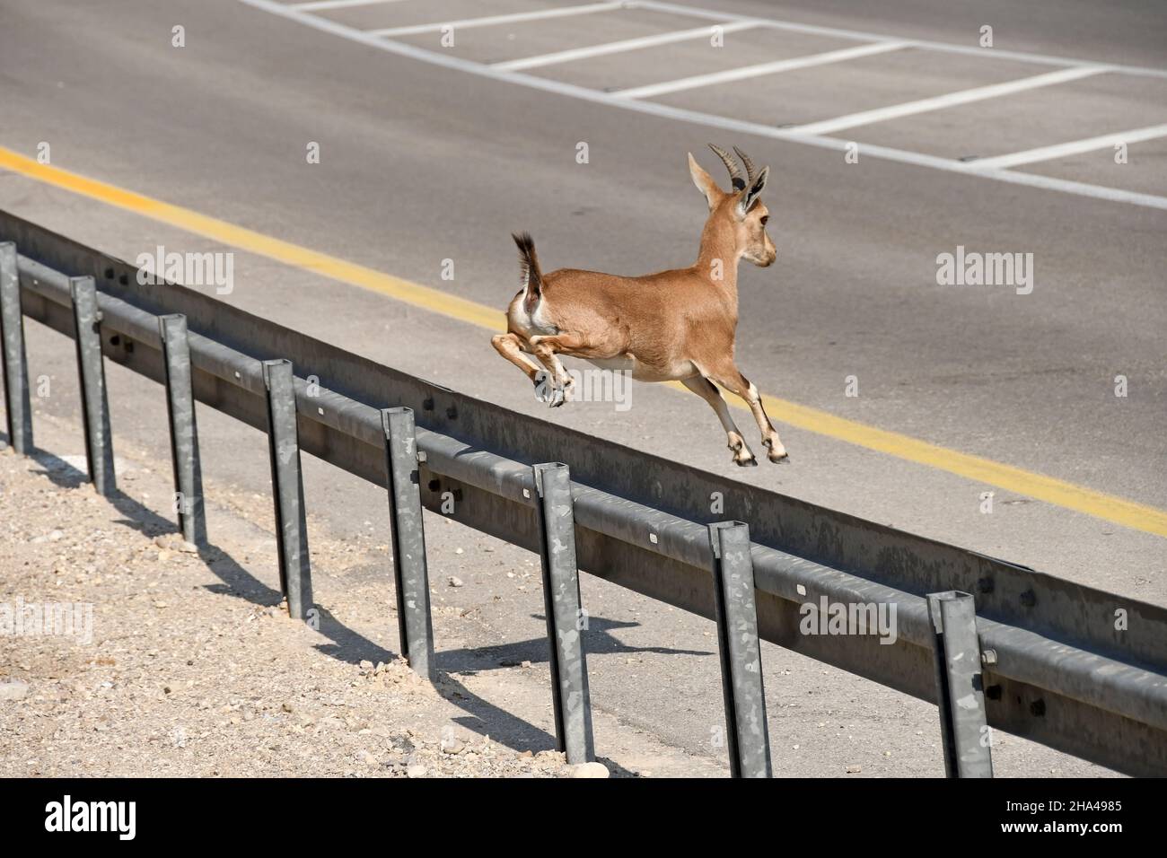 Ibex jump over a safety fence while crossing a road near Ein gedi ...