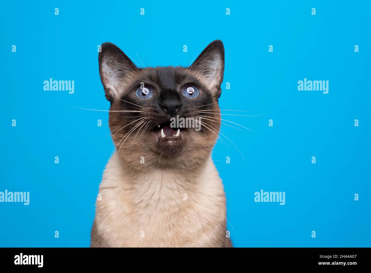 seal point siamese cat with mouth open looking up meowing on blue ...