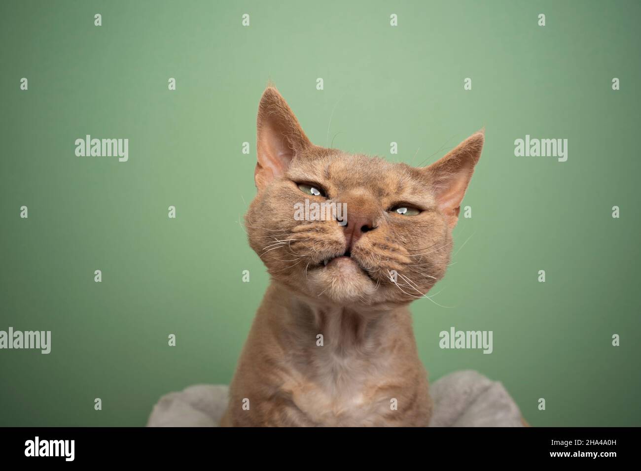 brown lilac devon rex cat making funny face looking at camera with ...