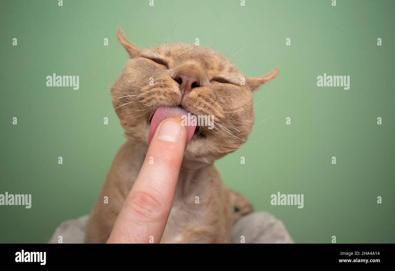 cute fawn lilac devon rex cat licking finger of human hand on green ...