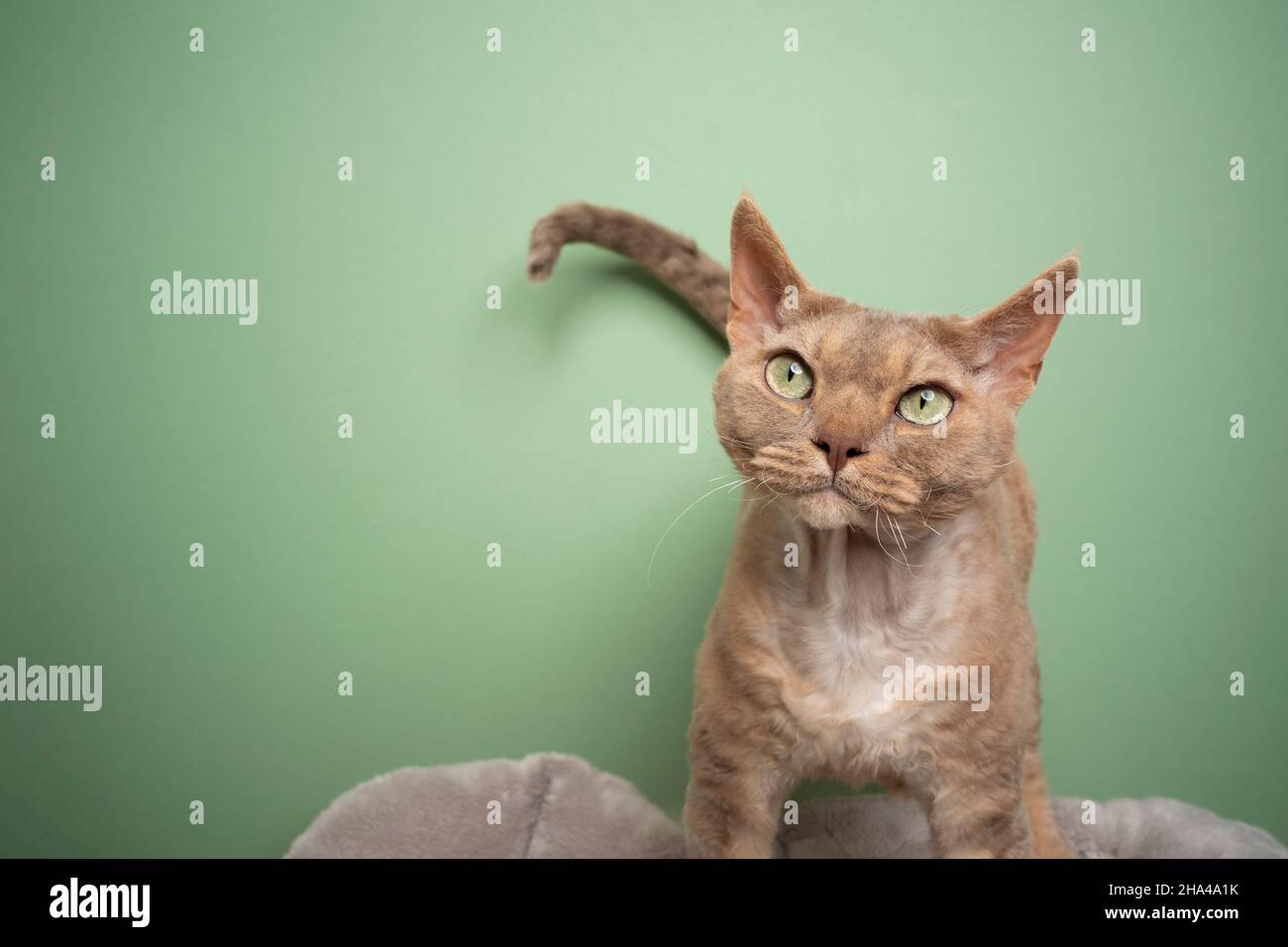 beautiful brown lilac devon rex cat with green eyes on green background ...