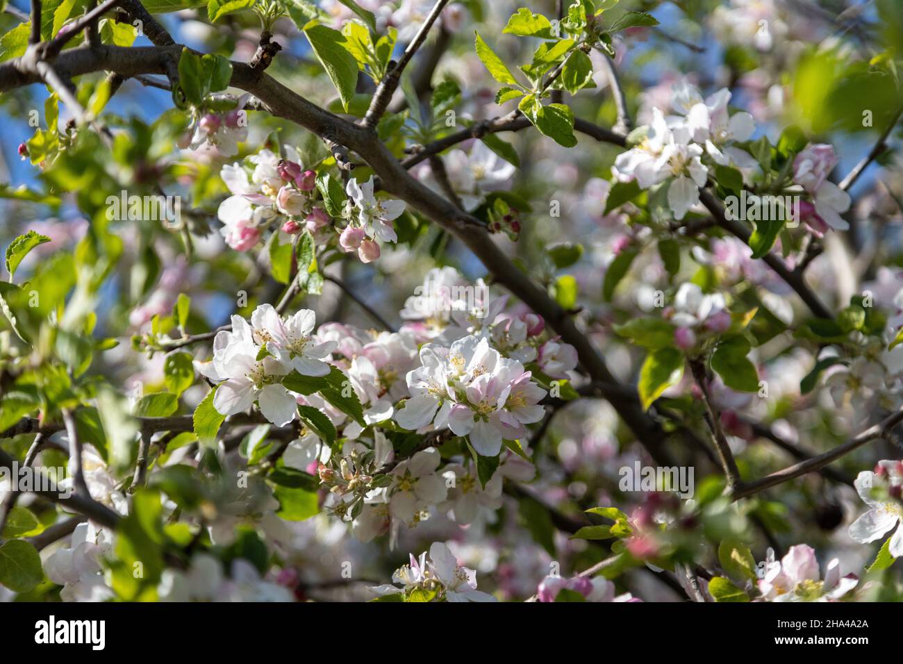 A bee collects pollen in flowers of a old sour cherry tree Stock Photo ...