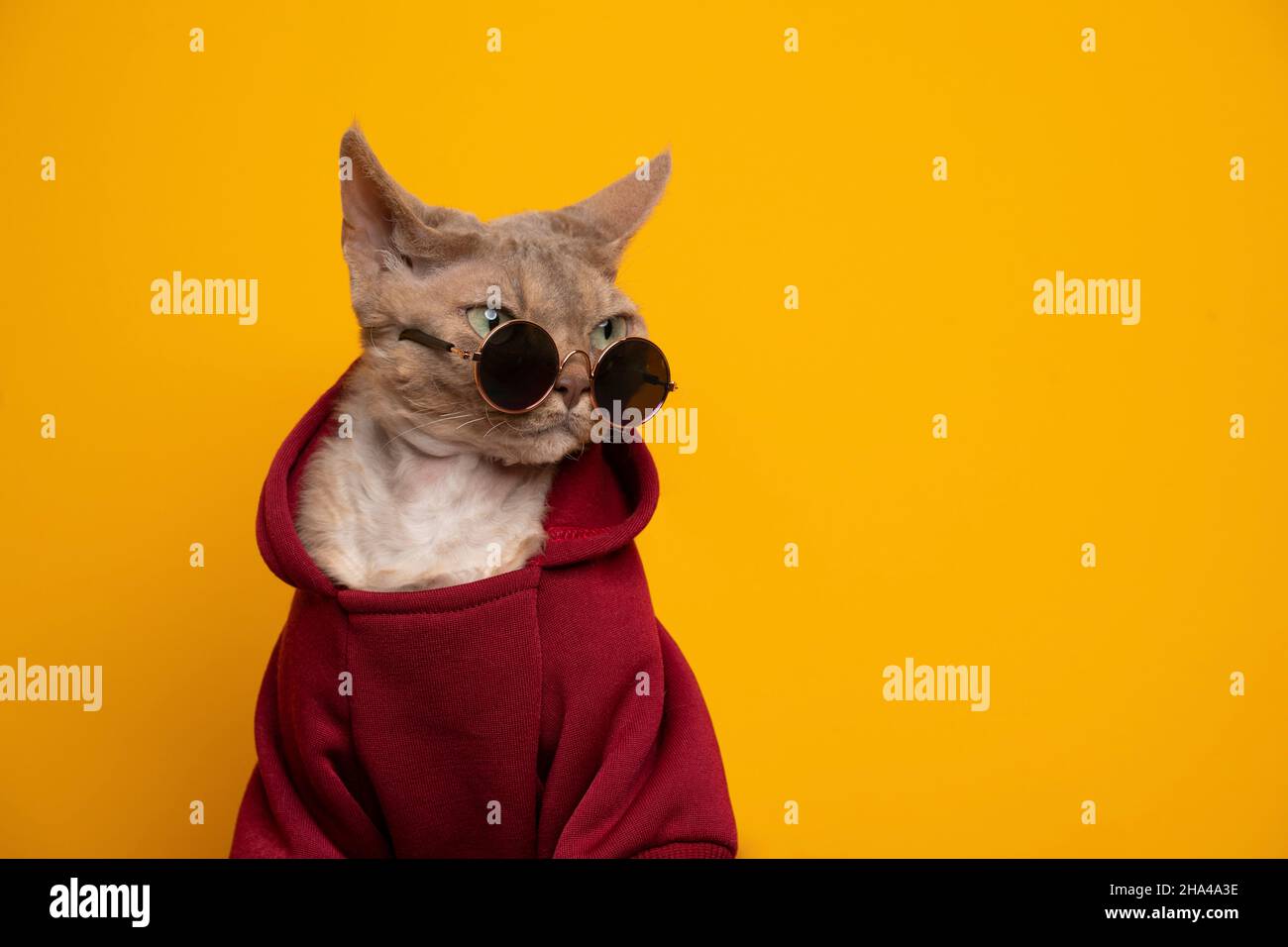 cool cat portrait. fawn lilac devon rex cat wearing red hoodie looking ...