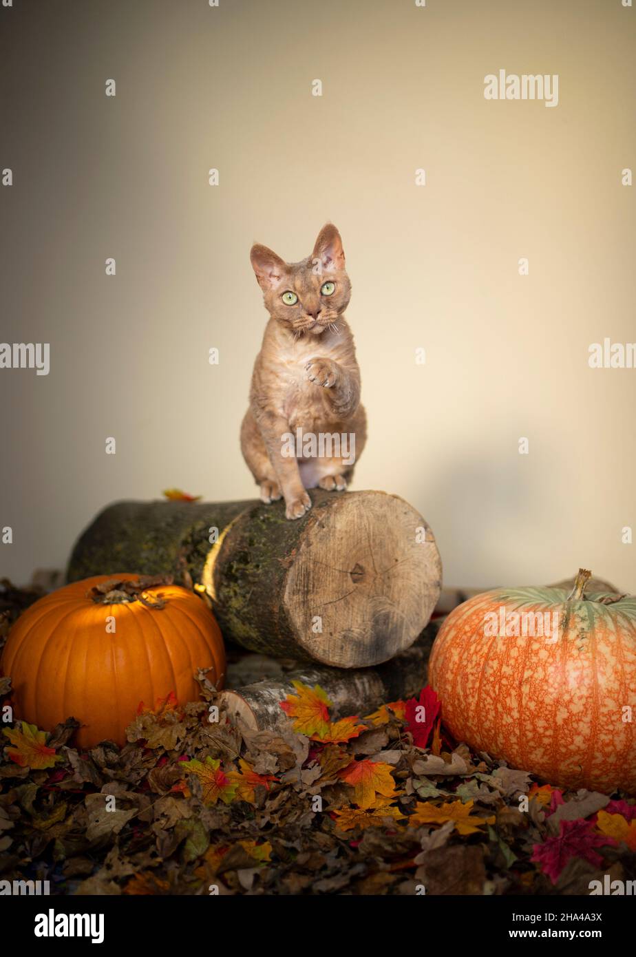 Devon rex cat standing hi-res stock photography and images - Alamy