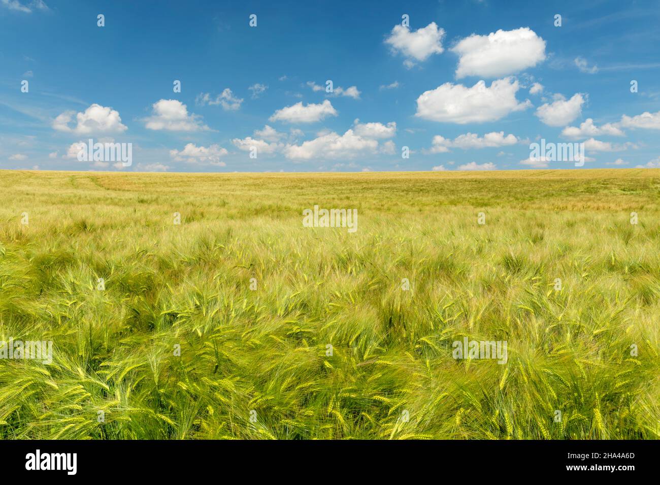 grain field in summer,hohenlohe,baden-wuerttemberg,germany Stock Photo ...
