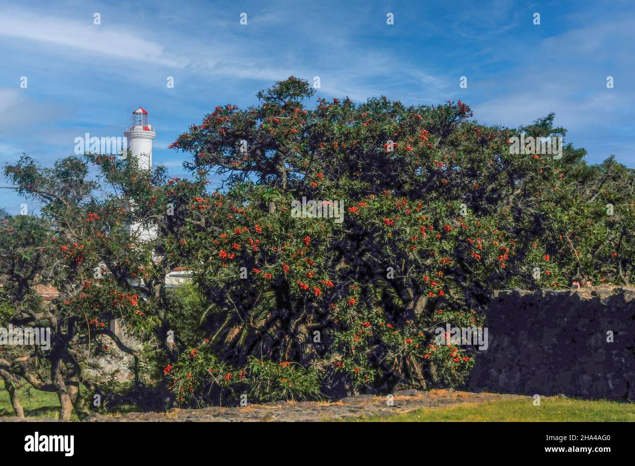 Ceibo Tree - National Tree of Uruguay Stock Photo - Alamy
