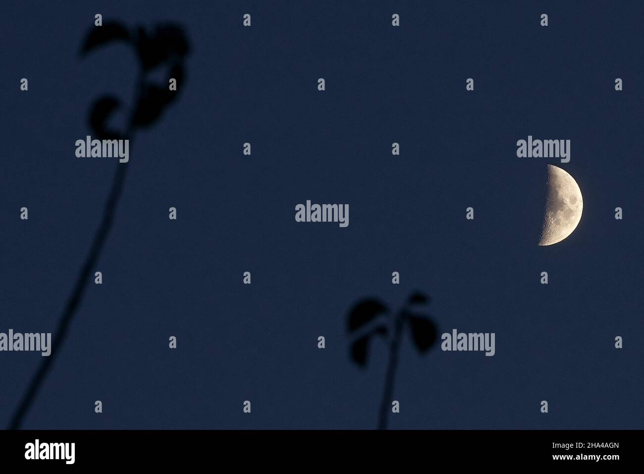 Mid-afternoon crescent winter moon in the sky, with a branch and leaves ...