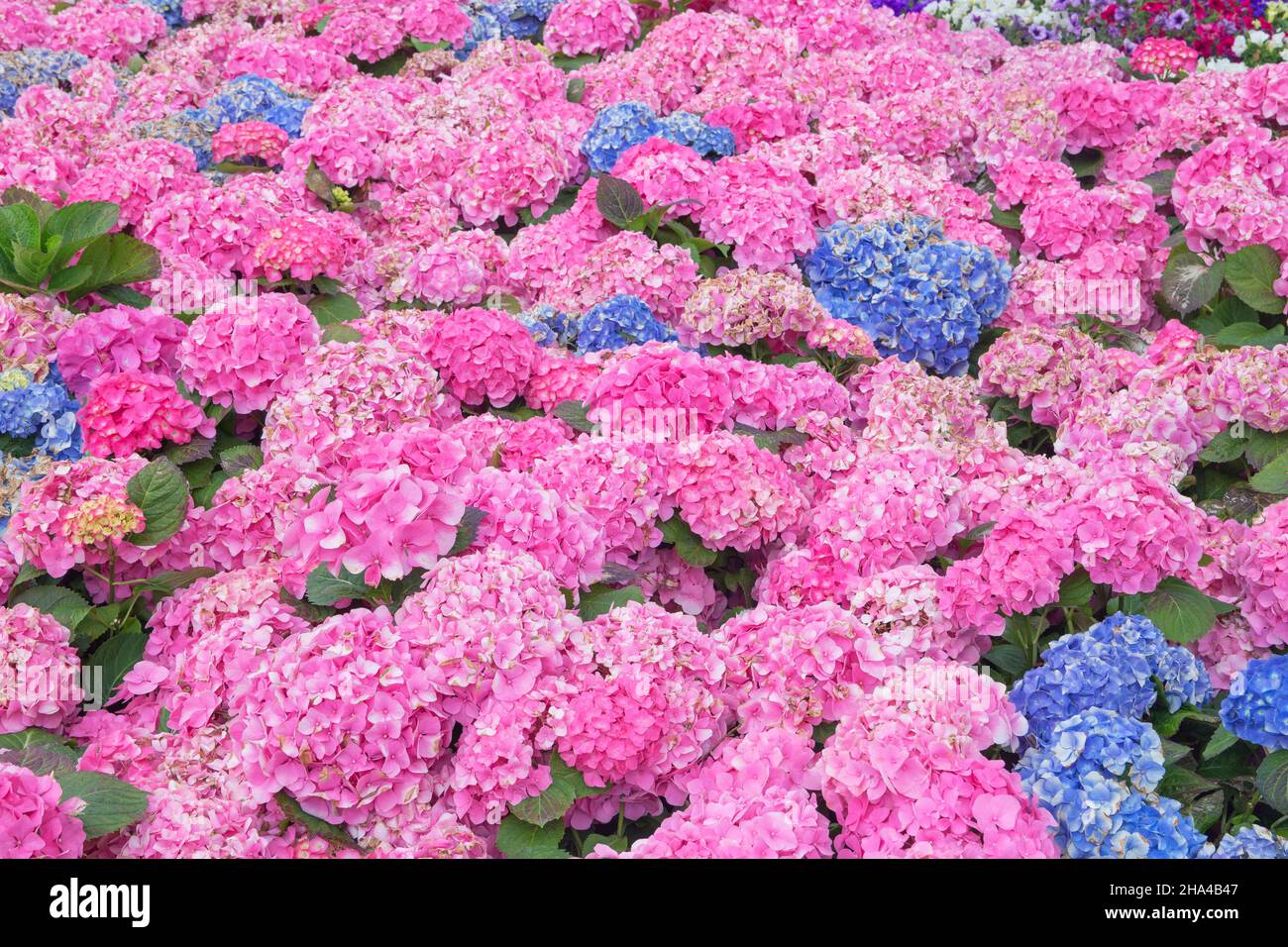 Hydrangea field hi-res stock photography and images - Alamy