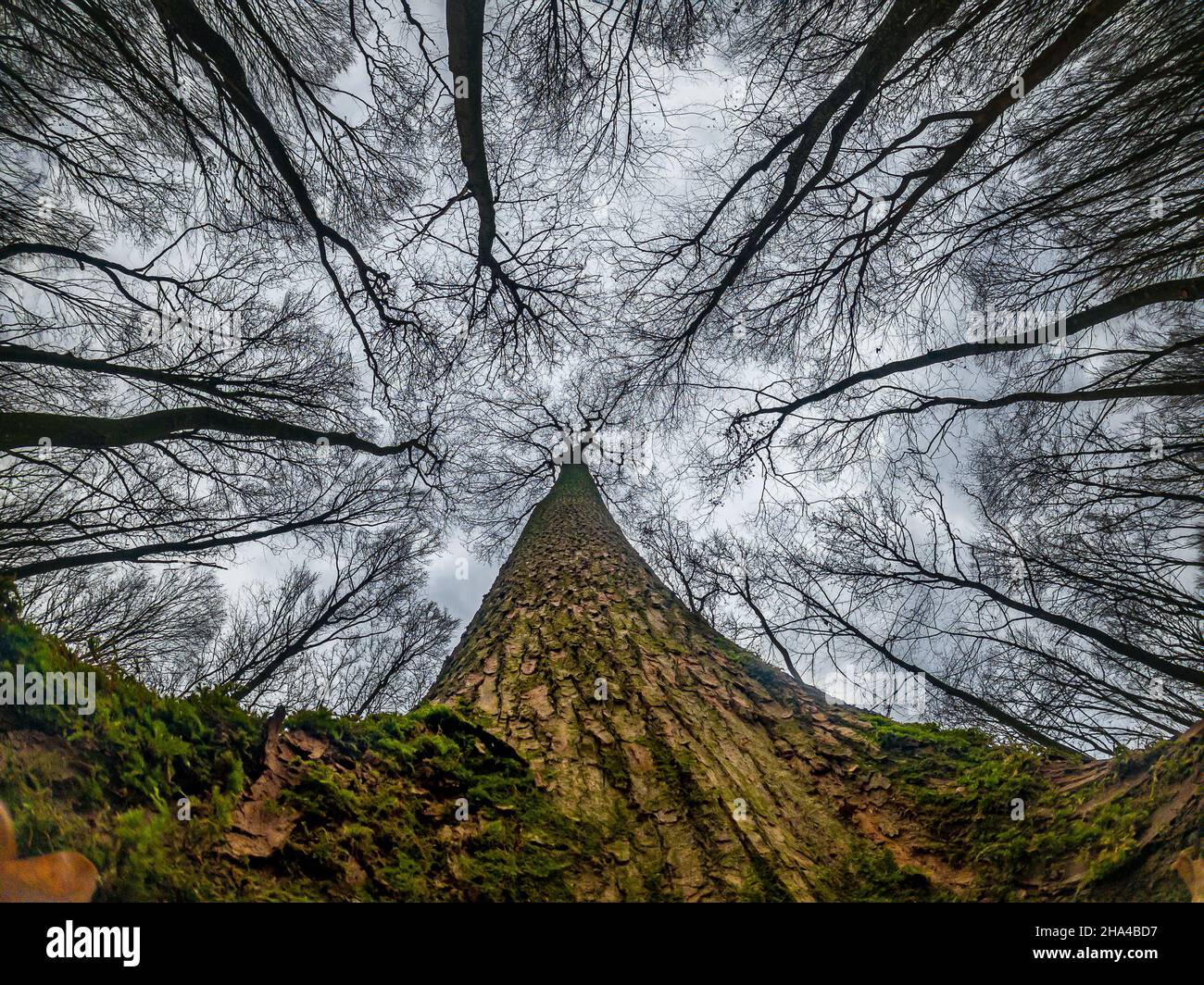 Tall tree growing in sky. View from bottom perspective. Moss wraps ...