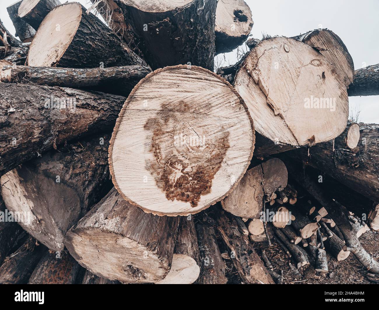 Wood texture of cut tree trunk close up Stock Photo - Alamy