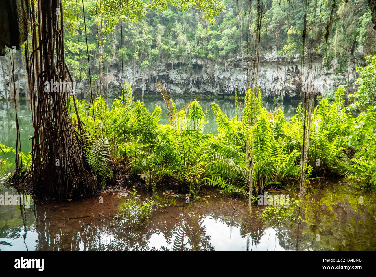 Beautiful shot of a swamp and a river surrounded by plants in the ...
