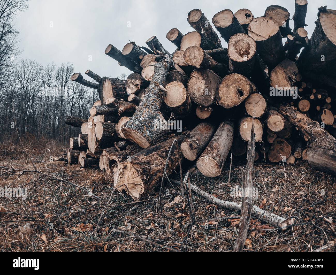Felled trees at edge of the forest. Scattered branches. Problems of ...