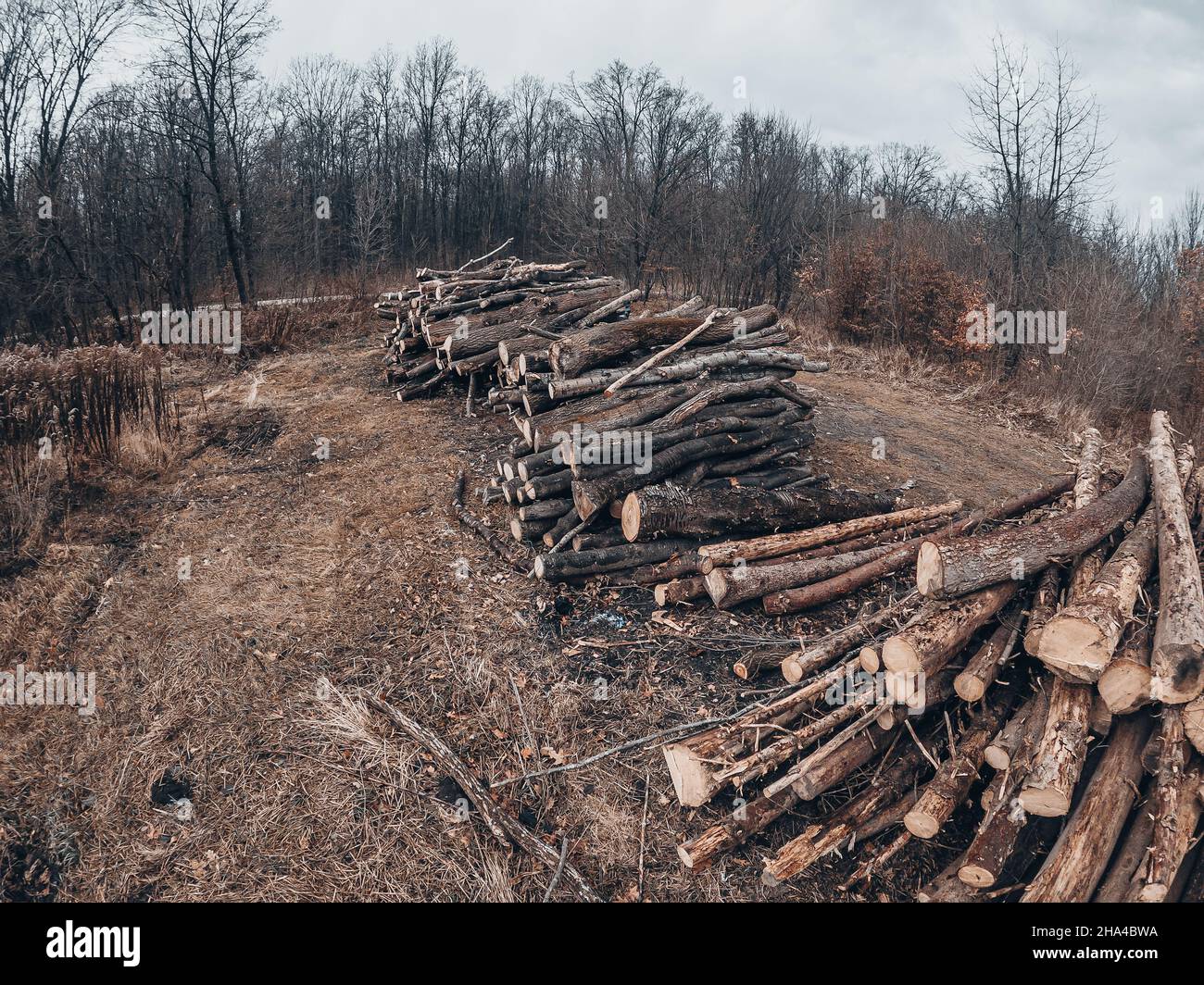 Felled forest panorama hi-res stock photography and images - Alamy