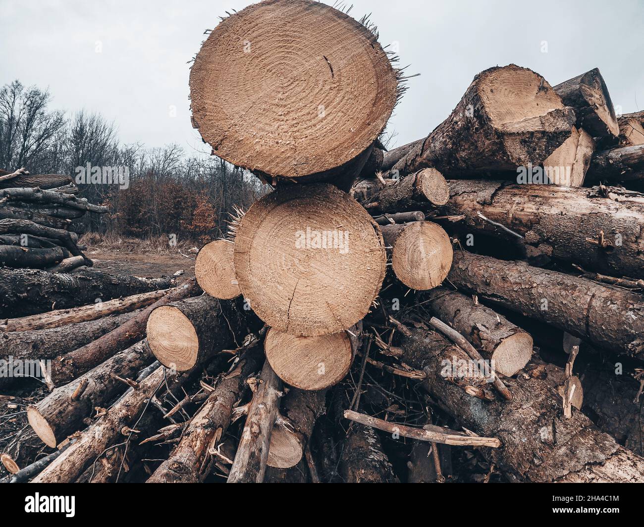 Slices trees close up hi-res stock photography and images - Alamy