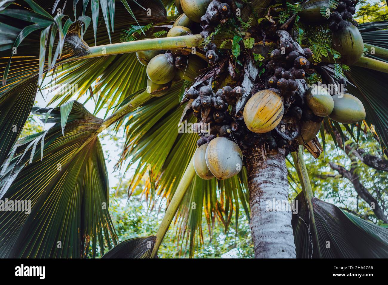 close up of lodoicea known as the coco de mer or double coconut. it is ...